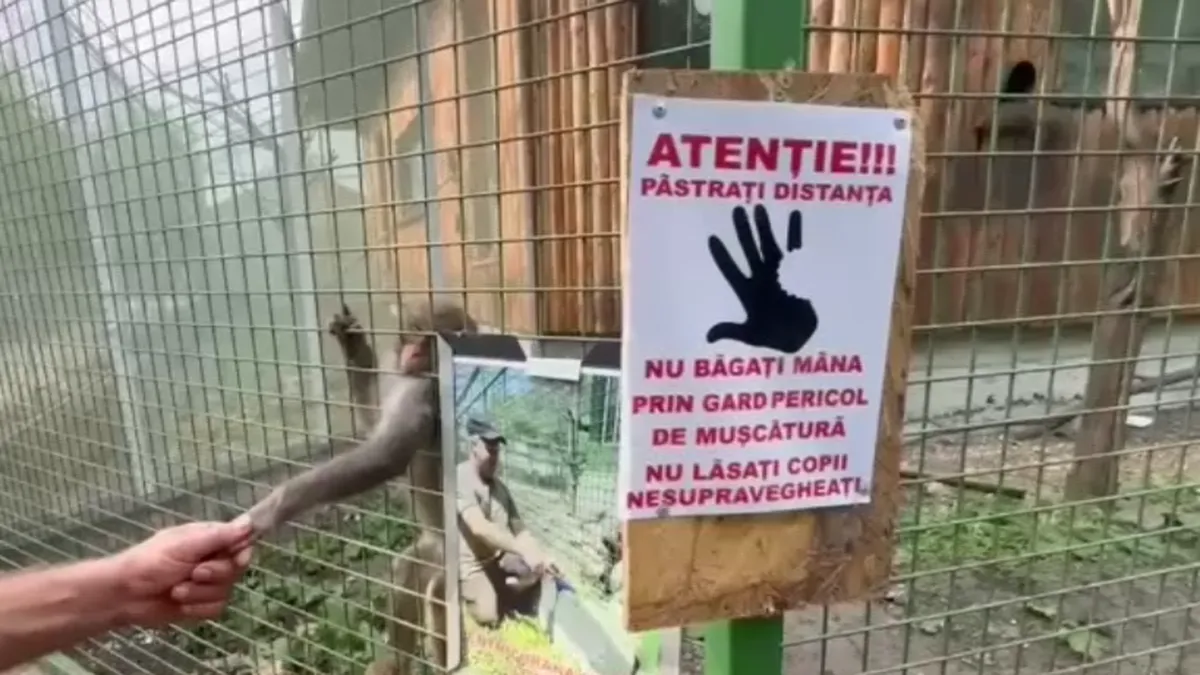 VIDEO O fetiță de 3 ani a fost mușcată de o maimuță, la zoo, în Suceava ...