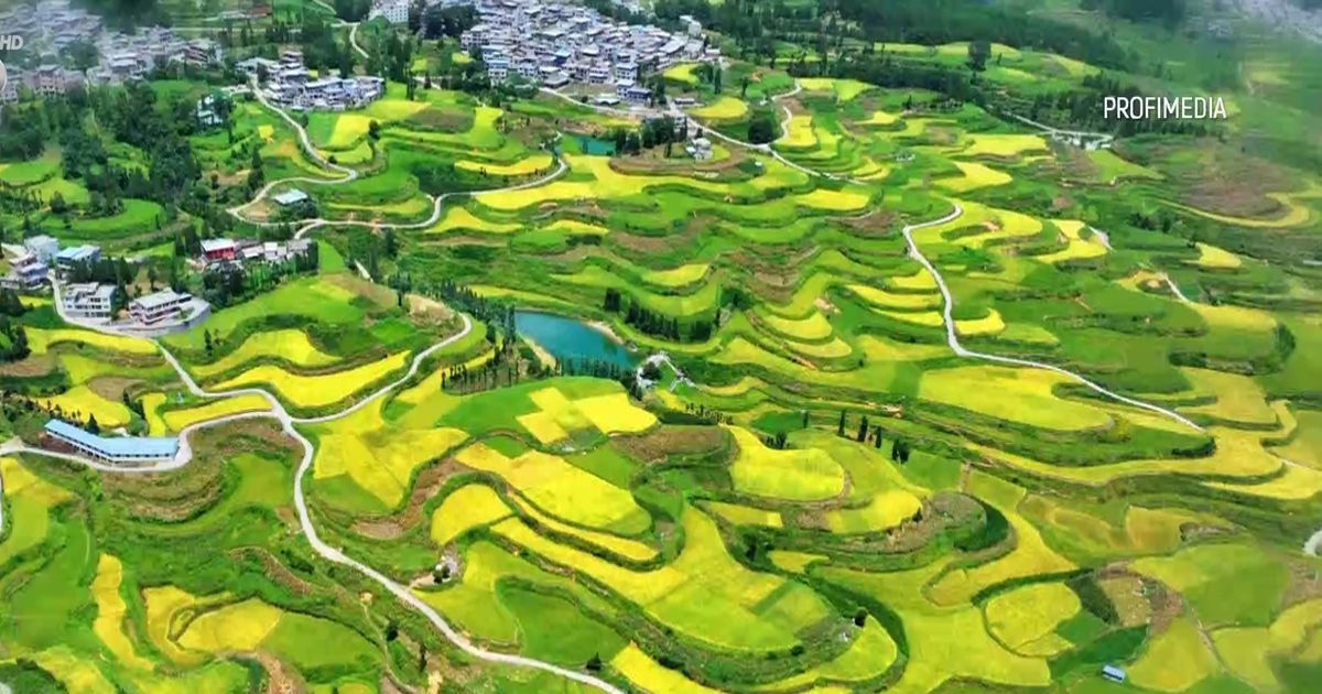 VIDEO Plantațiile spectaculoase de orez din China atrag foarte mulți ...