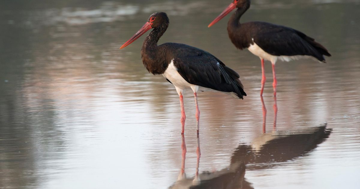 Pasărea rară care trăiește în județul Dolj: 3 curiozități despre barza ...