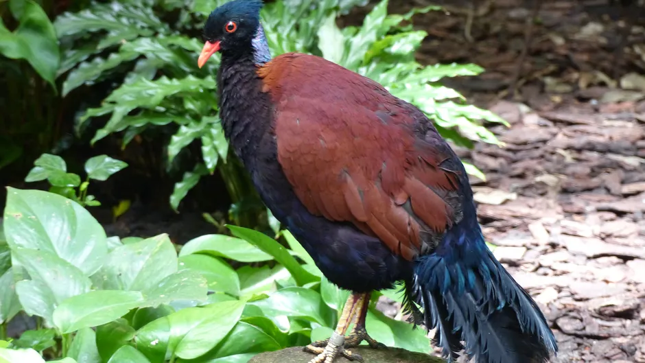 Specia de păsari care se credea pierdută: Unde a fost văzut porumbelul-fazan - Stirile Kanal D