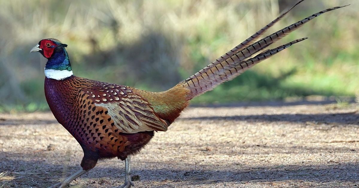 Cea mai vânată pasăre în România: Carnea de fazan este considerată o ...