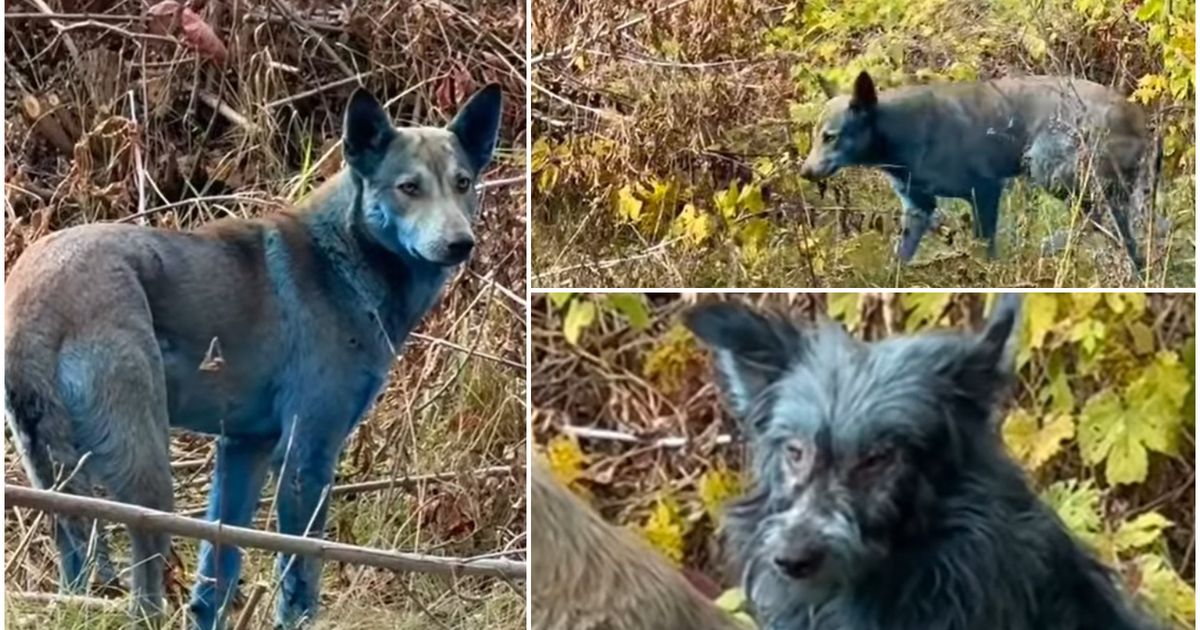 VIDEO Imagini incredibile la Cernobîl! Ce se află în spatele câinilor ...