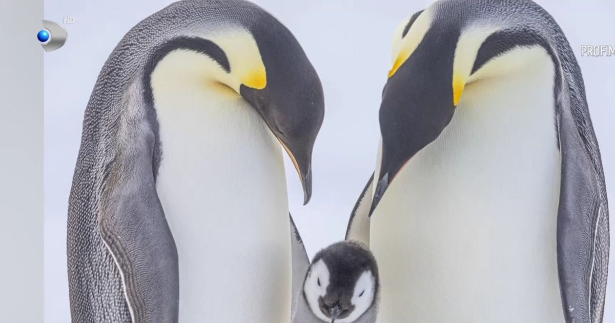 VIDEO Pinguinii din Antartica, imagini de colecție - Stirile Kanal D
