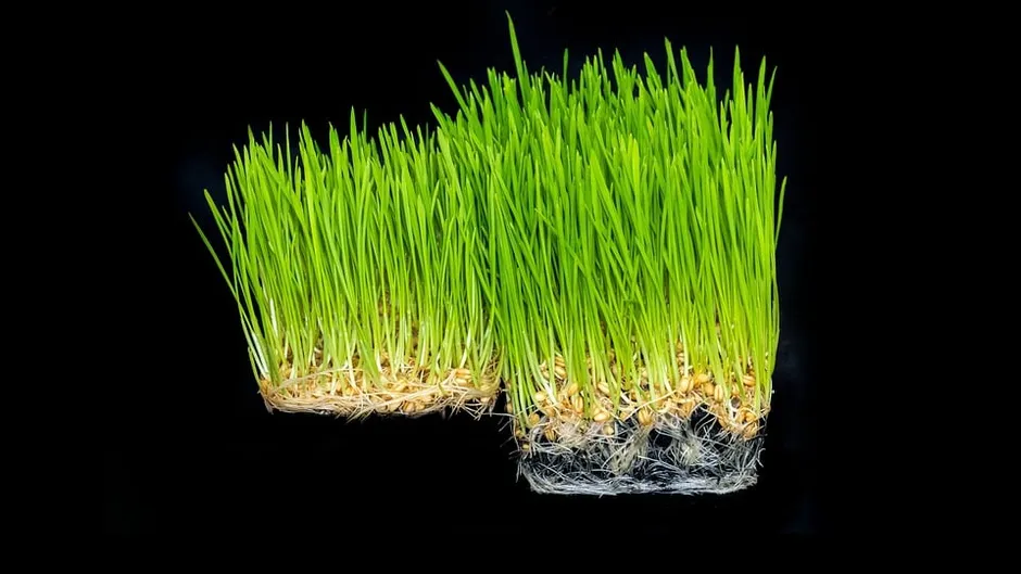 Tradiții de Sf. Andrei: Când se pune grâul la încolțit și ce ...