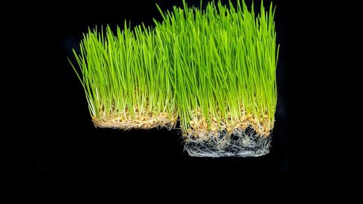 Tradiții de Sf. Andrei: Când se pune grâul la încolțit și ce ...