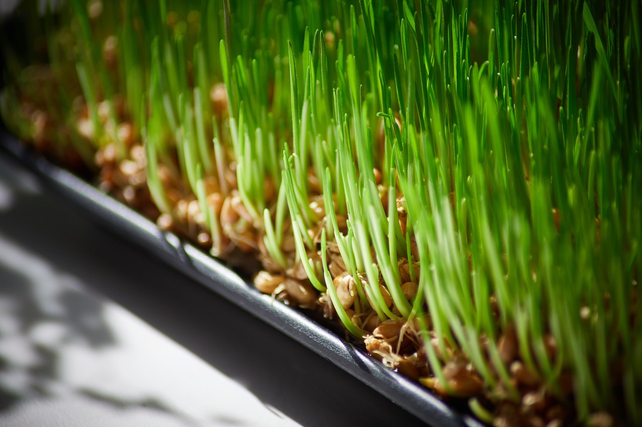 Tradiții de Sf. Andrei: Când se pune grâul la încolțit și ce ...