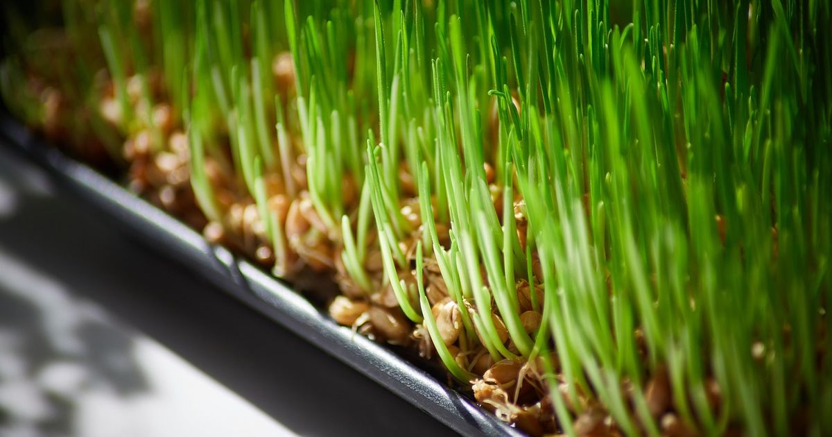 Tradiții de Sf. Andrei: Când se pune grâul la încolțit și ce ...