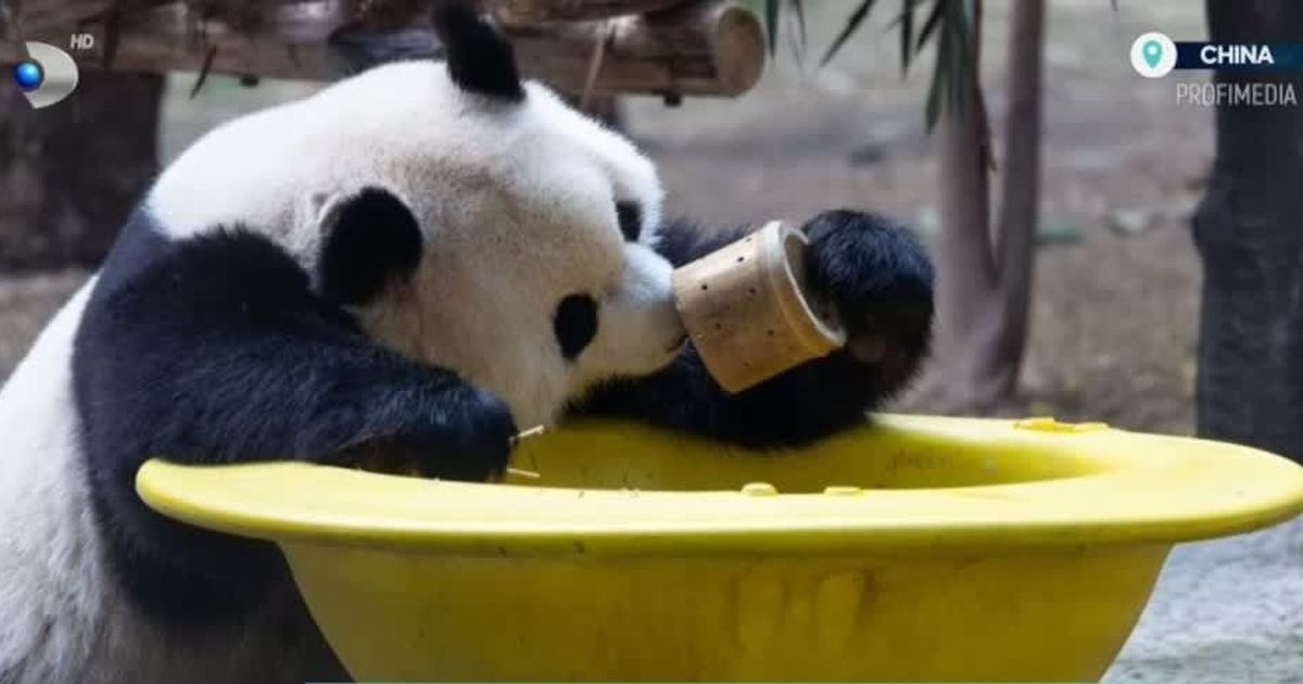 VIDEO Urșii panda, momente de relaxare - Stirile Kanal D
