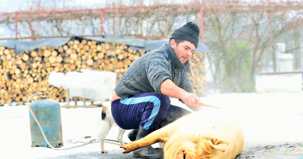 Tradiții pentru ziua de Ignat: ritualuri străvechi, credințe populare ...