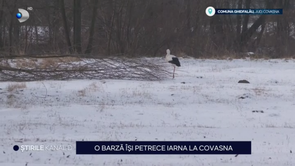VIDEO Barza „Gobi” din Covasna, vedeta locală care iernează în curtea ...