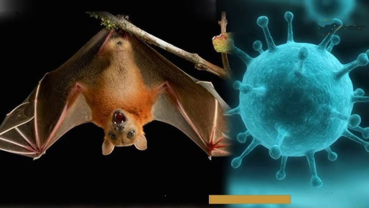 Un virus mortal se răspândește în India, după ce ar fi fost transmis de ...