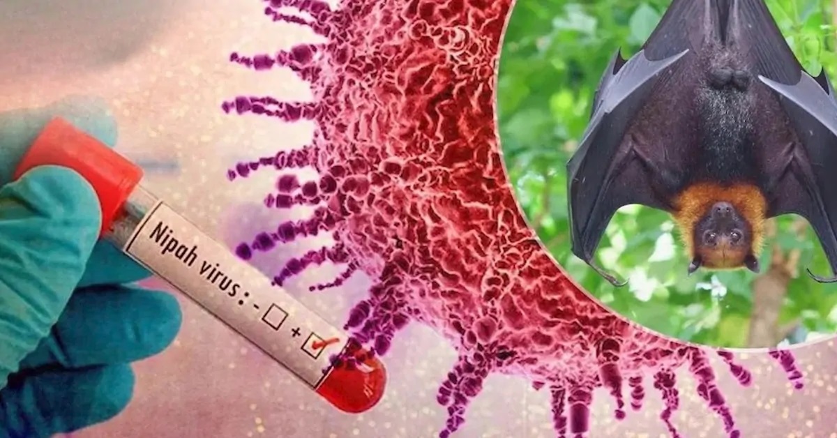 Un virus mortal se răspândește în India, după ce ar fi fost transmis de ...