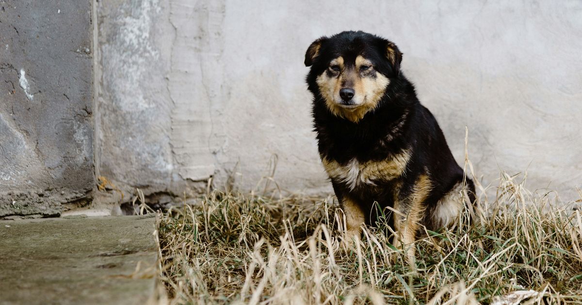 Copil de nici trei ani, atacat de un câine, în București. Minorul era ...