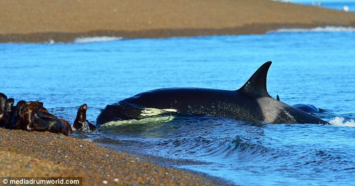 Imagini unice! Momentul in care o orca isi risca viata pentru a manca ...
