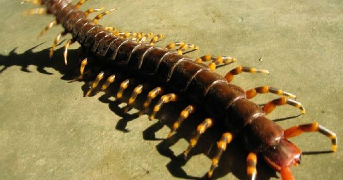 Oamenii de stiinta au descoperit o noua insecta veninoasa: „Arata ...