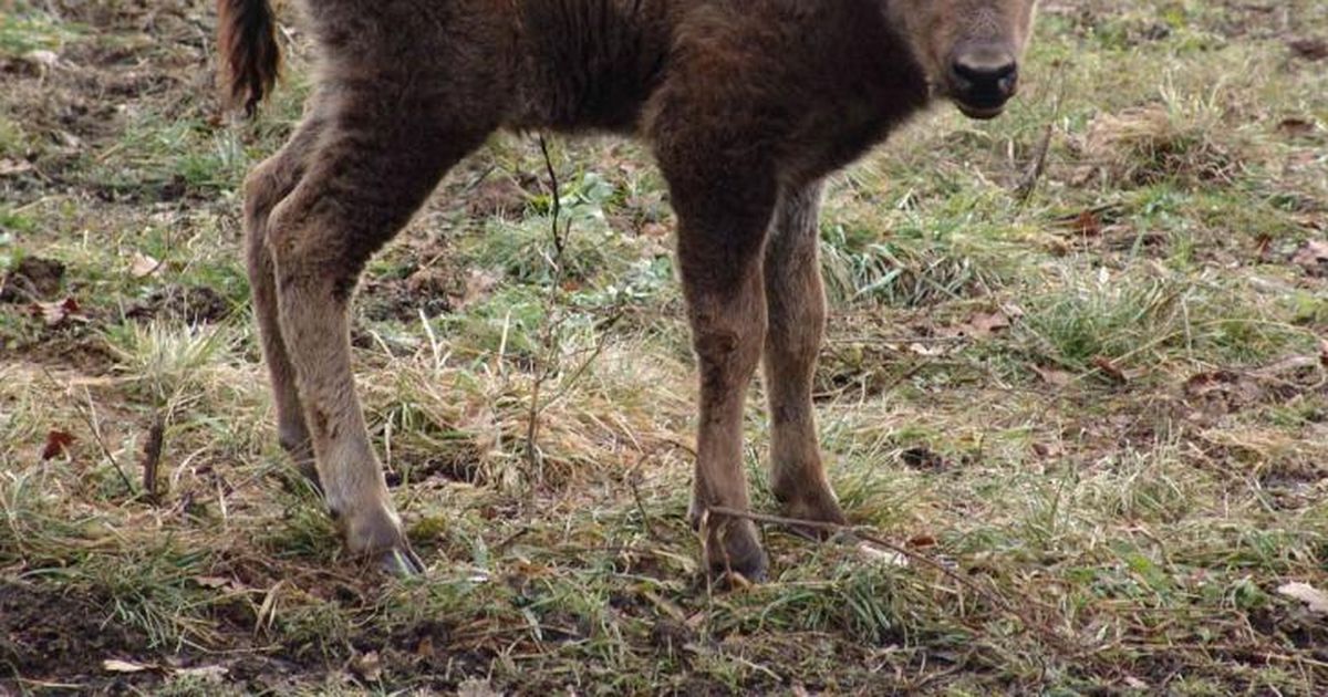 Se cauta nume pentru cel mai nou pui de Zimbru de la Rezervatia Vantori ...