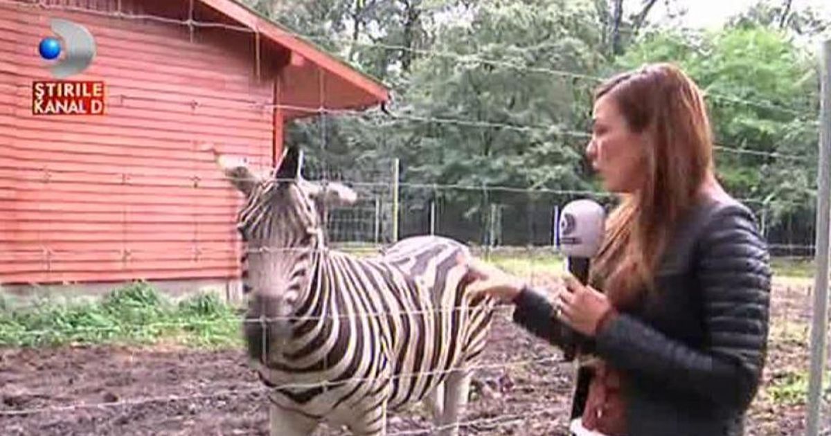 Zebrele de la Gradina Zoologica din Timisoara mor pe capete! Doua ...