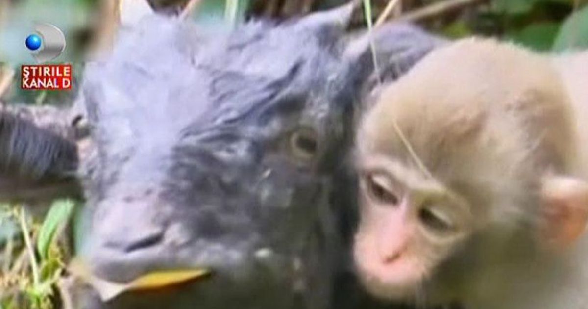 Nu mai vrea sa se desparta de ea. Un pui de maimuta sta de o saptamana ...