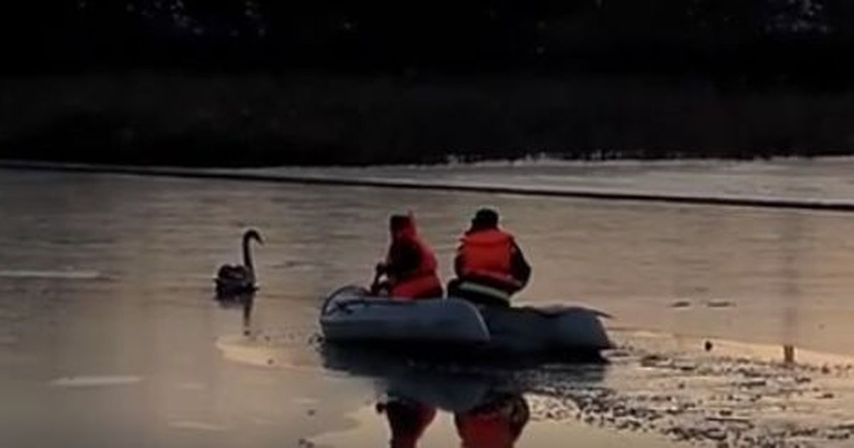 Pompierii din Caracal au salvat o lebada, ranita la o aripa, de pe un ...