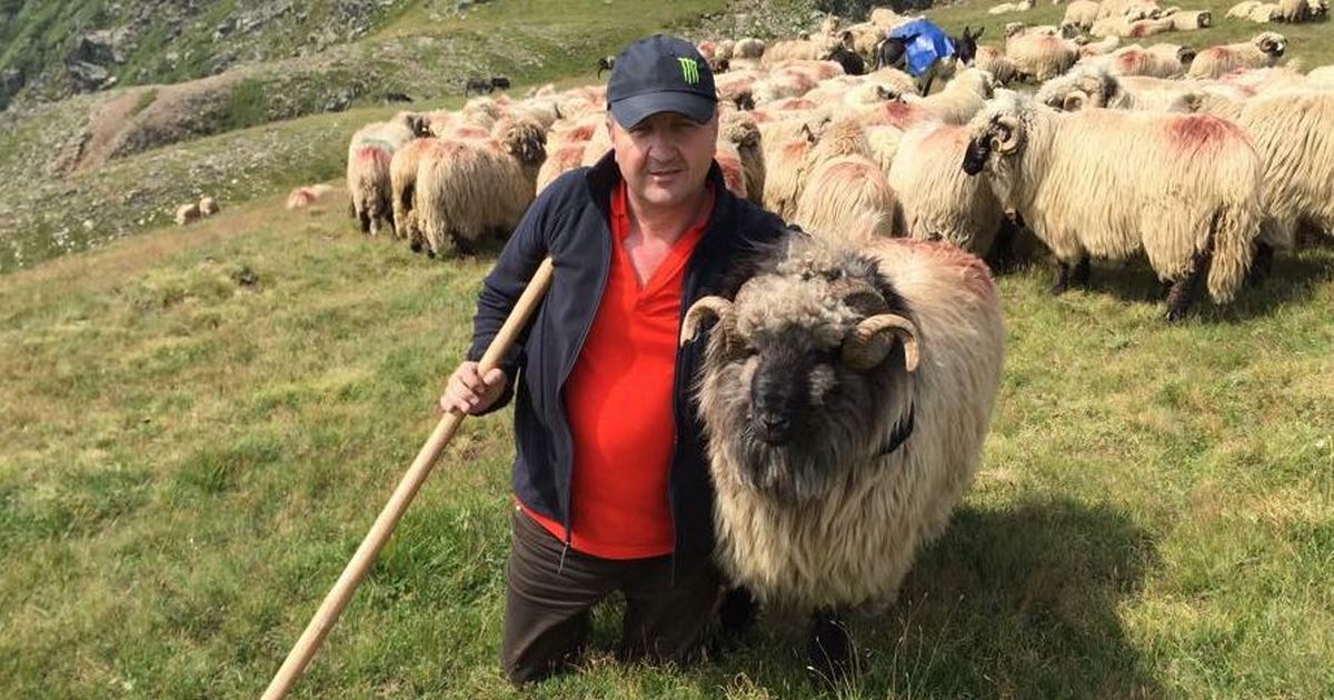 El este ciobanul care a strans o avere de 25 de milioane de euro ...