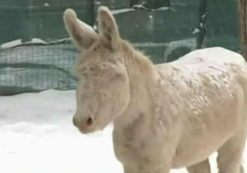 Doi magari albi cu ochii albastri sunt vedetele gradinii zoologice din