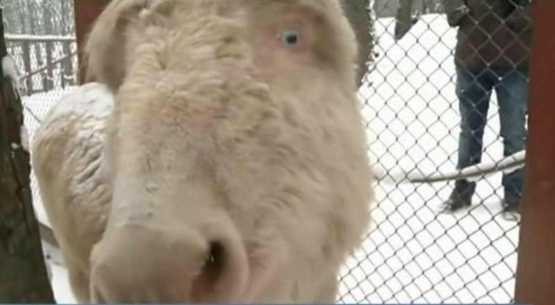 Doi magari albi cu ochii albastri sunt vedetele gradinii zoologice din ...