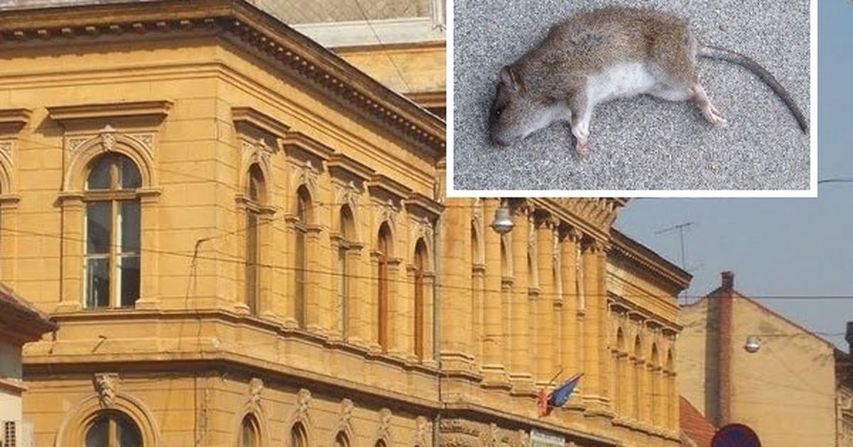 Liceul in care elevii au gasit un sobolan mort pe hol, amendat de DSP ...