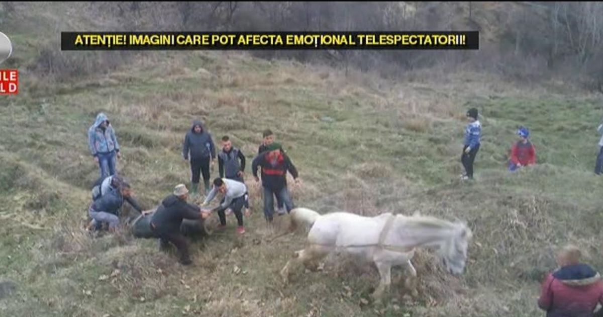 Stapanul a doua vacute a abandonat animalele in varful unui deal. Mai ...