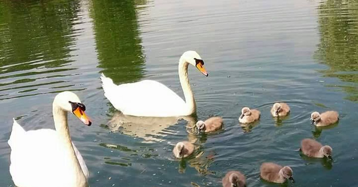 Opt pui de lebada, furati din parcul IOR din Capitala. Robert Negoita ...