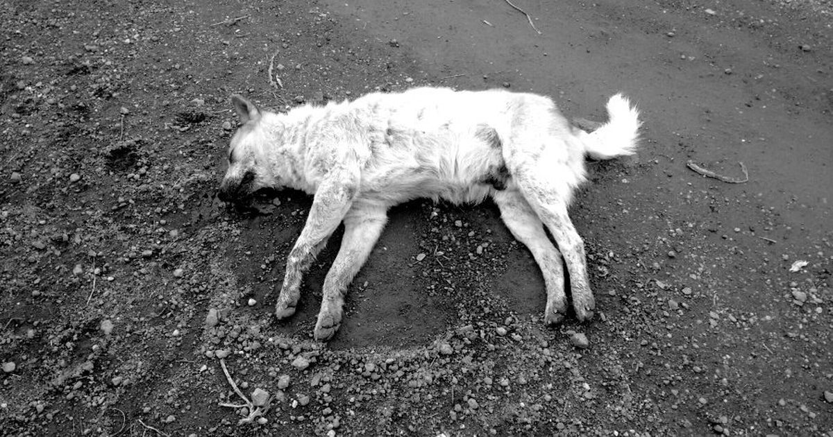 Caini comunitari, omorati cu Furadan, aceeasi substanta care a ucis-o ...