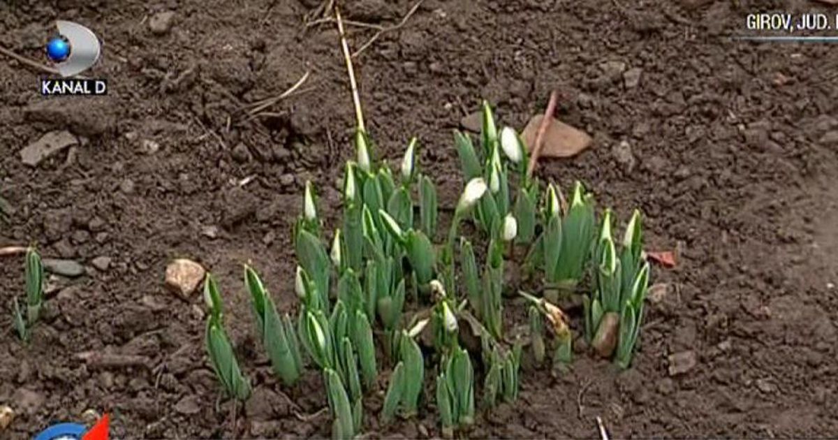 A venit primavara! Au inflorit ghioceii in judetul Neamt - Stirile Kanal D