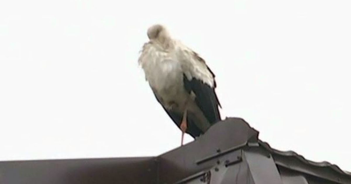 Patru pui de barza, ramasi orfani dupa furtunile de la sfarsitul ...