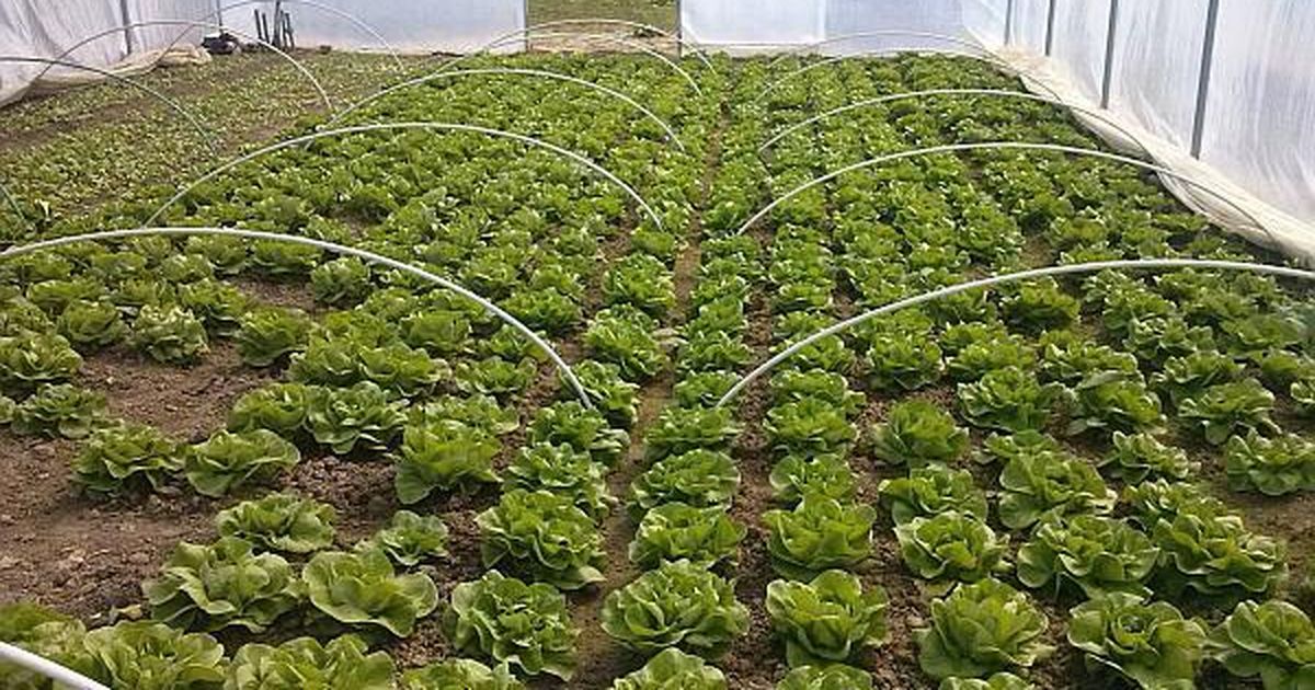 Doi sibieni cultiva legume exotice! Bunatatile rare in tara noastra ...