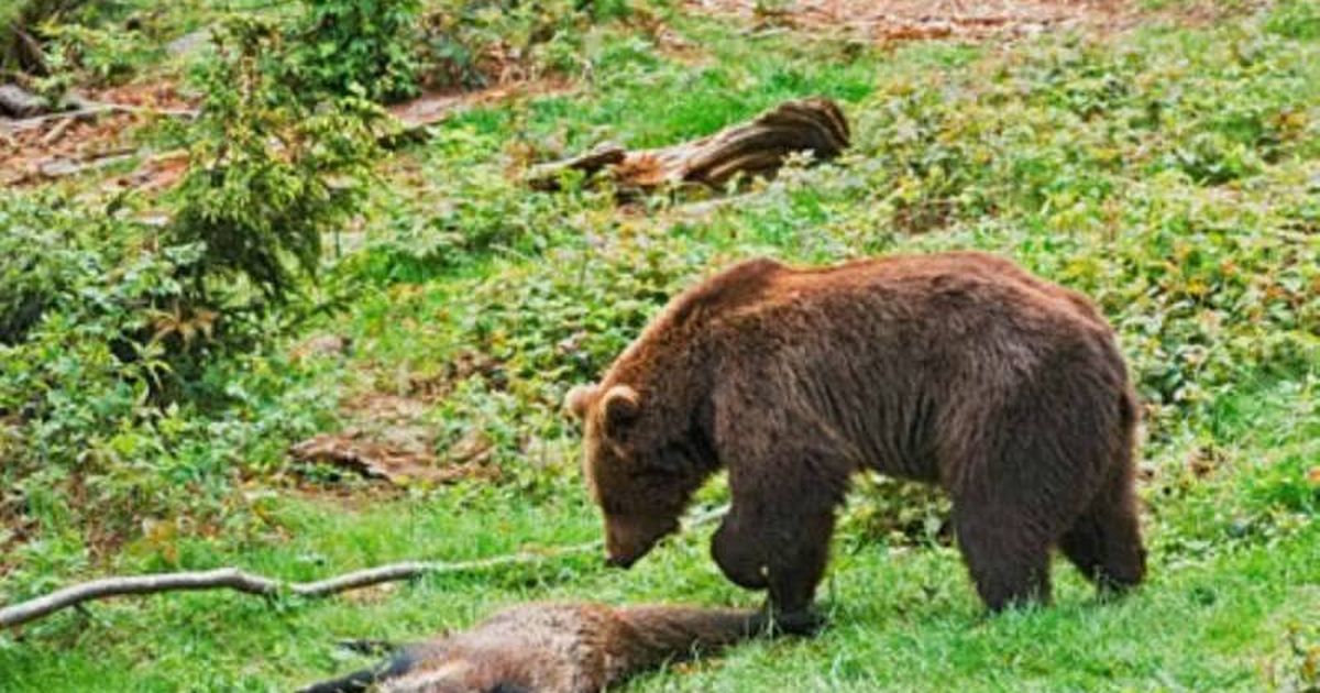 Teroare in Miercurea Ciuc! Un urs a luat o capra din curtea unui ...