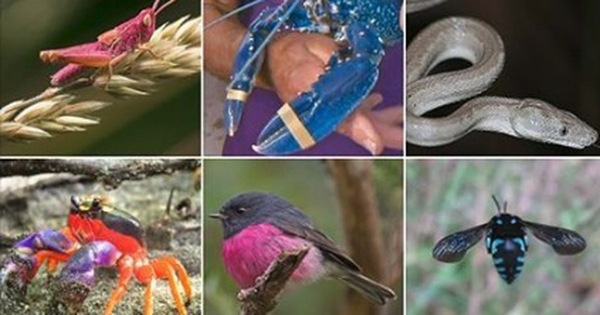 Fascinanta lume a animalelor unice. Delfinul roz sau crabul albastru ...