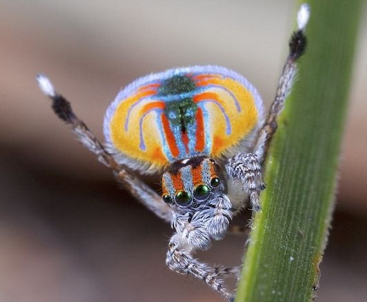 Fascinanta lume a animalelor unice. Delfinul roz sau crabul albastru ...