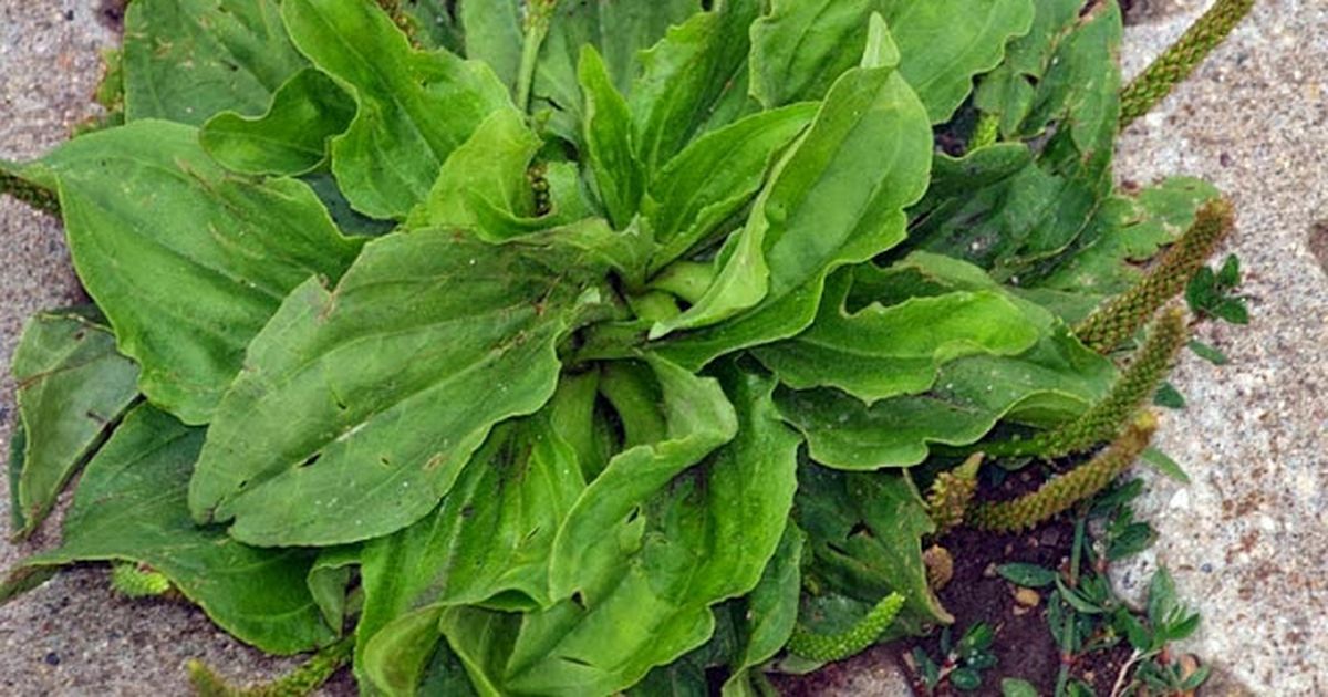 Patlagina este planta care poate vindeca tot organismul. Uite cum se ...