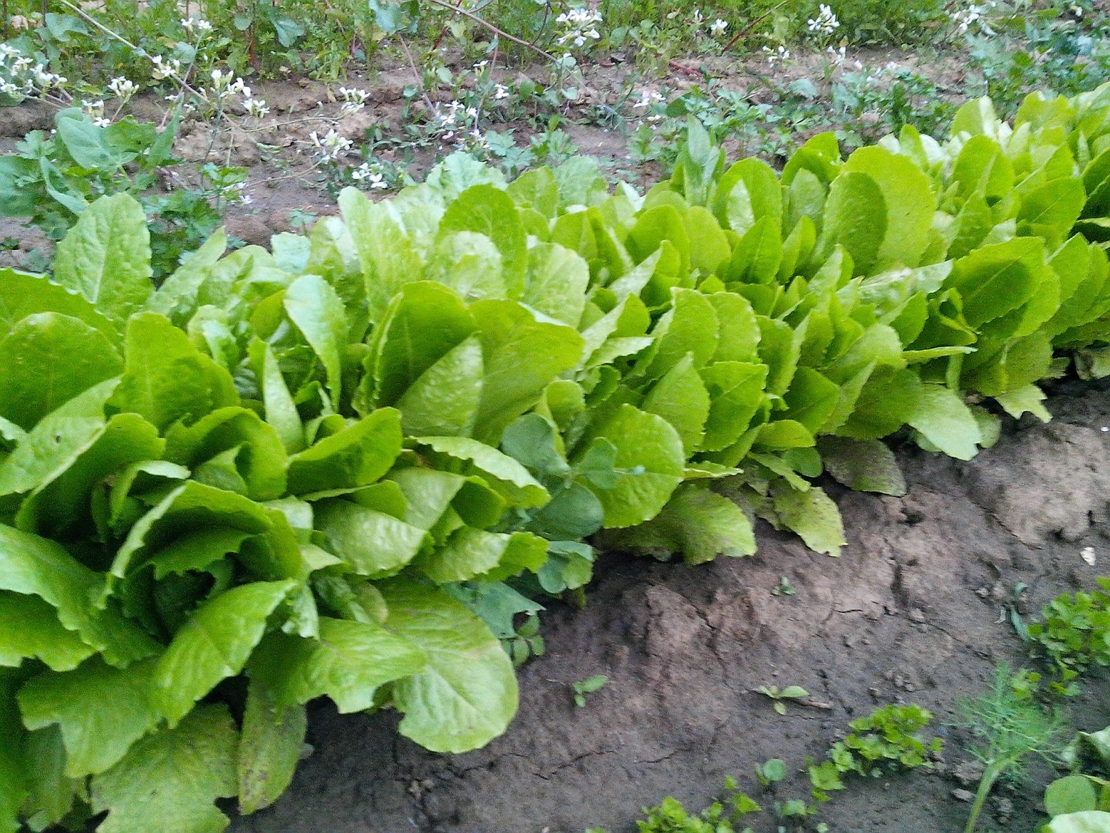 Ce este laptuca, cea mai misterioasa planta a primaverii. Ce ...