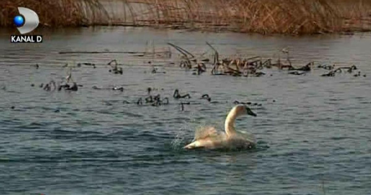 O colonie de lebede si-a petrecut iarna pe un lac din Vrancea - Stirile ...