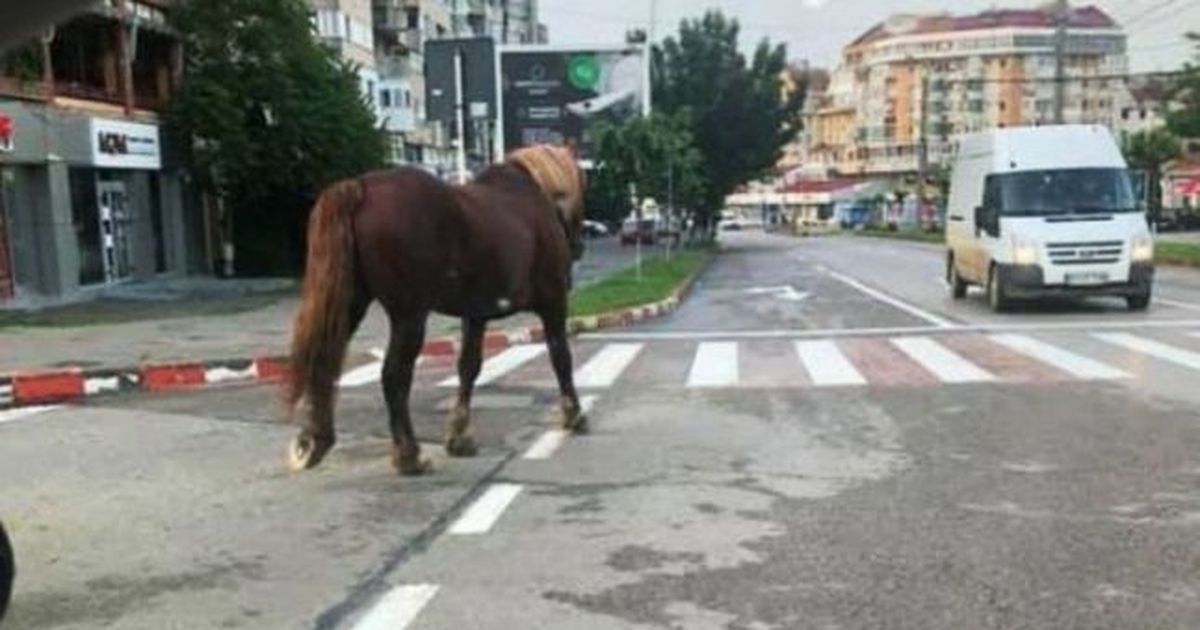 Un cal a ajuns să se plimbe, liber, în centrul municipiul Botoşani ...