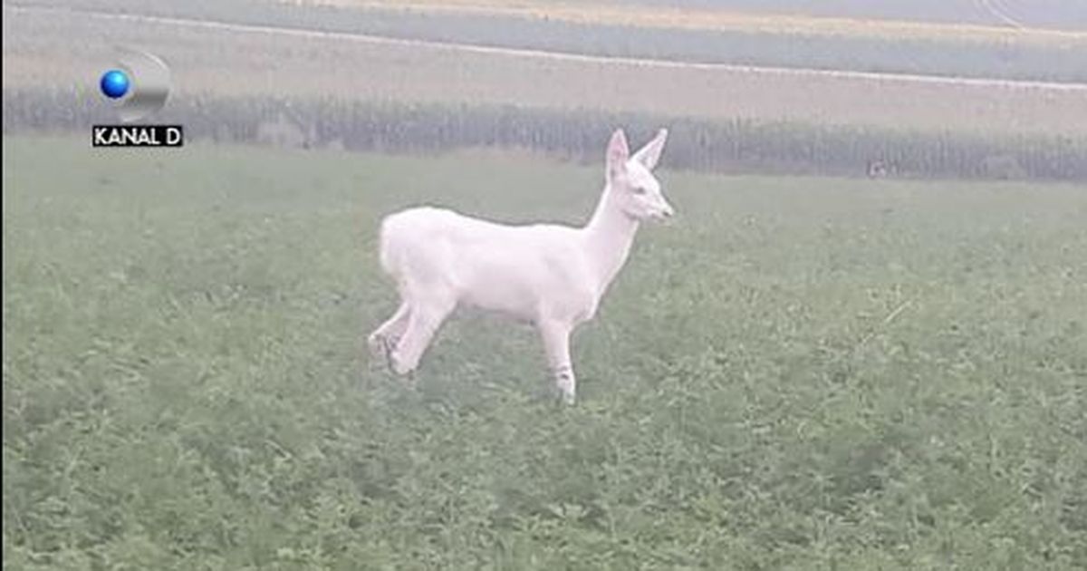 Imagini inedite, cu o caprioarã albã, stârnesc un adevărat - Stirile ...