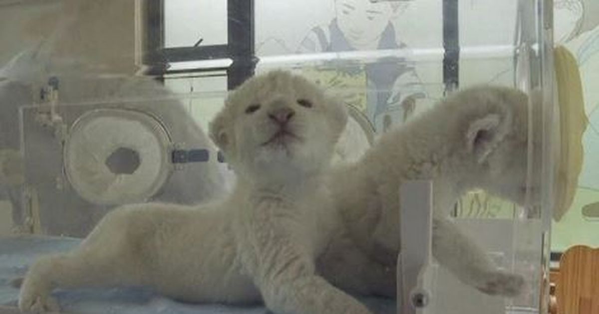 Leii albi ca zapada, atracția unei gradini zoologice din China ...