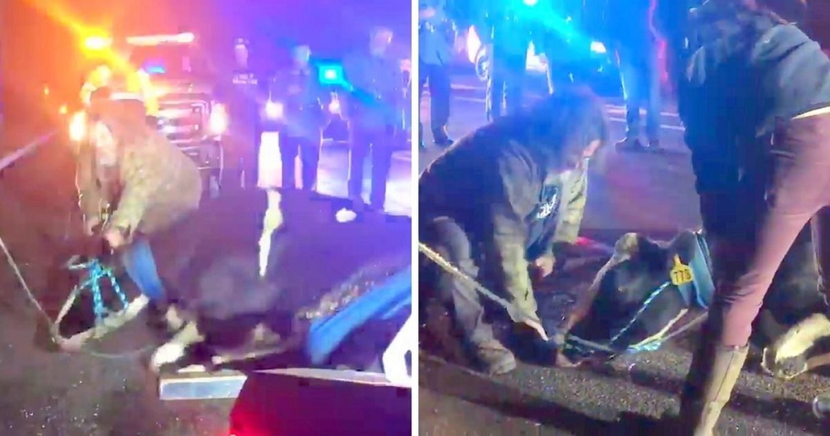 Vaca gestantă sare din camionul care o ducea către abator - Stirile Kanal D