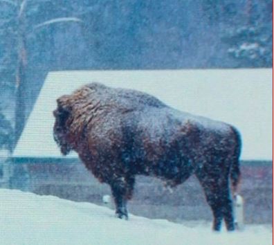 Imagini sfâșietoare cu un pui de zimbru, eliberat dintr-un laț ...