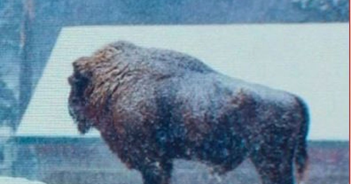 Imagini sfâșietoare cu un pui de zimbru, eliberat dintr-un laț ...