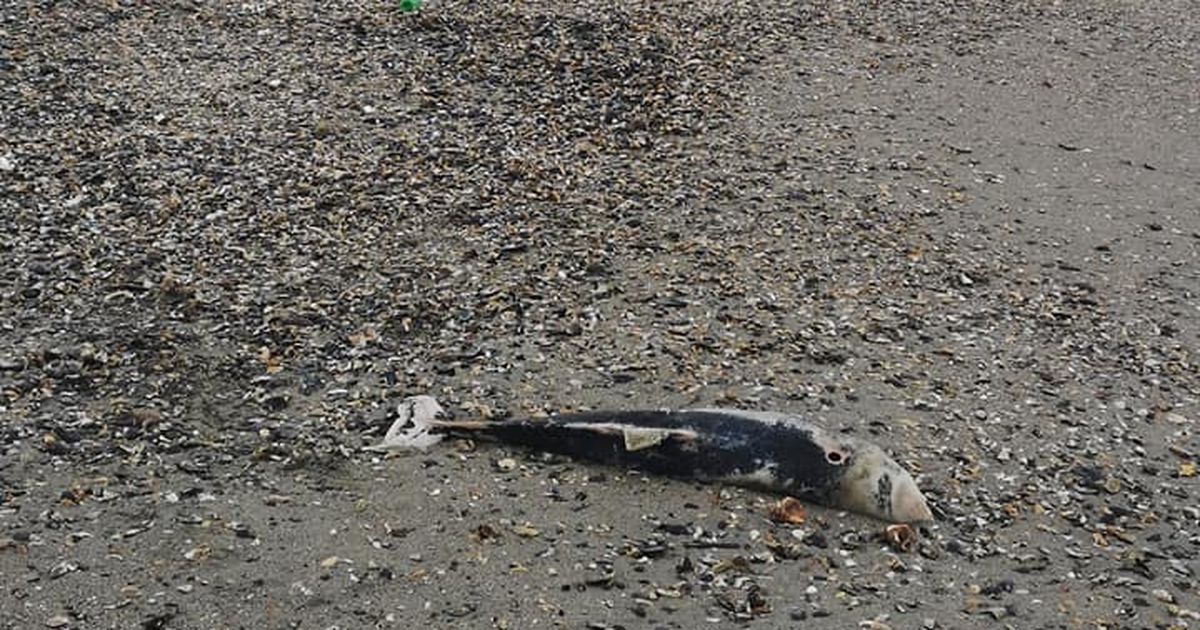 Apariție șocantă pe malul Mării Negre. Oamenii au înlemnit - Stirile ...