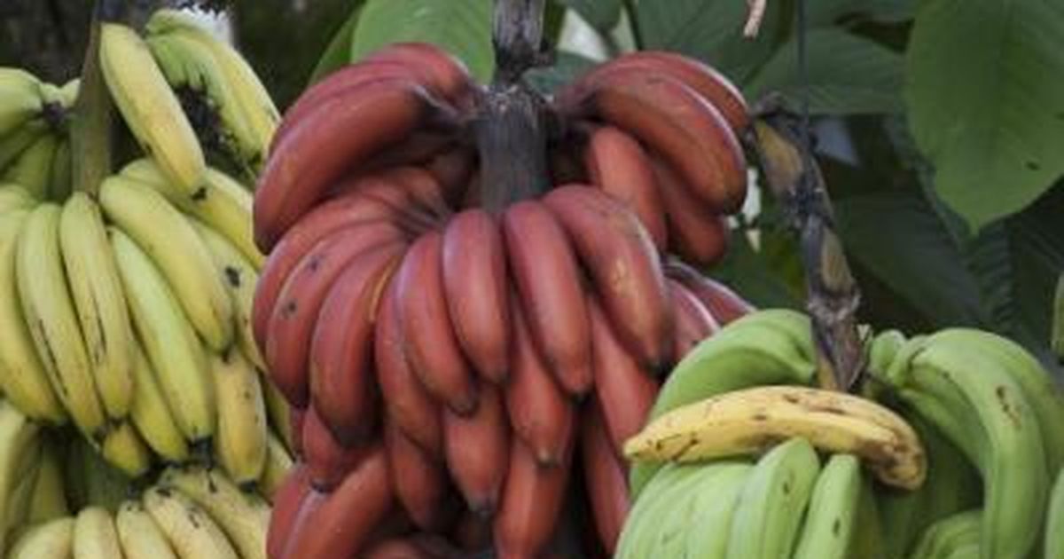 Banane roșii: Adevărul despre bananele micuțe din magazine? - Stirile ...