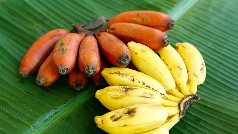 Banane roșii: Adevărul despre bananele micuțe din magazine? - Stirile ...