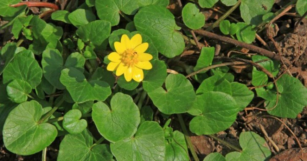 Untișor. Ce este, de fapt, această plantă? Multă lume nu știe - Stirile ...