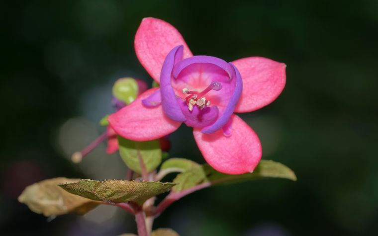 Cum înmulţeşti Fuchsia prin butaşi? Totul despre Cerceluş! - KFetele
